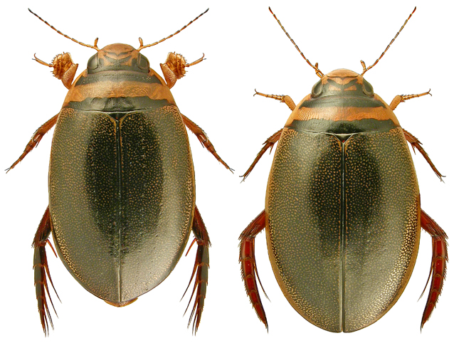 Graphoderus zonatus
